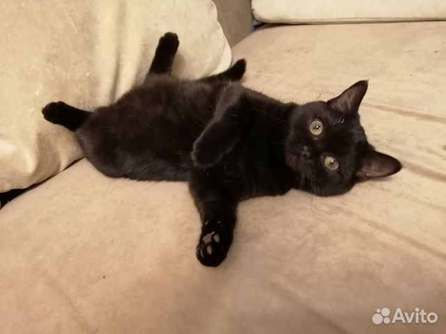 Шоколадная шотландская пума