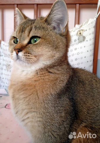 Кошка вязка