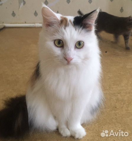 Кошка Монро