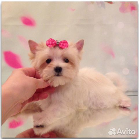 Белый йорк минюшка