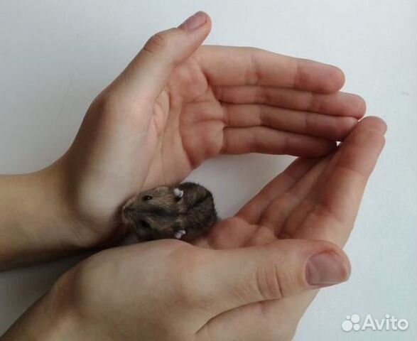 Хомячок джунгарик