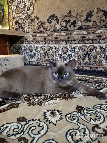 Бурманочки