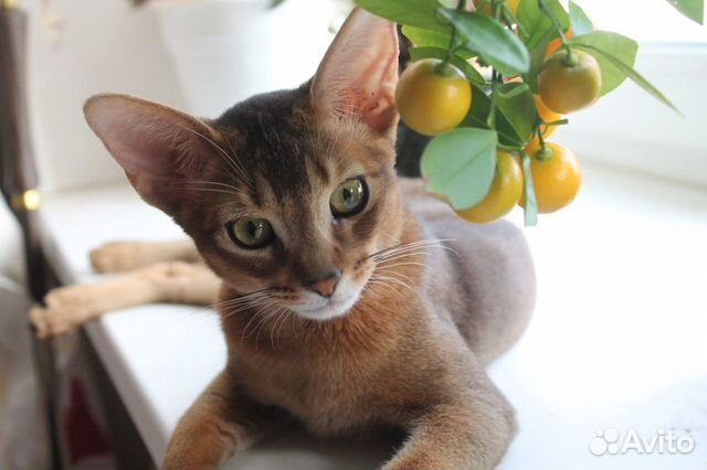Абиссинский котёнок
