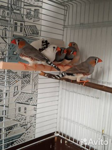 Зебровые амадины. Молодежь. Много