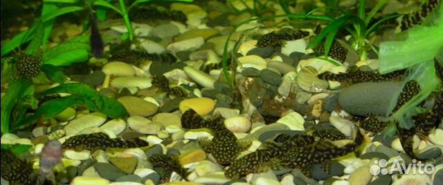 Сомик анцитрус