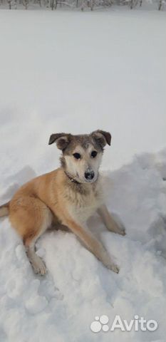 Щенок мальчик 8 месяцев