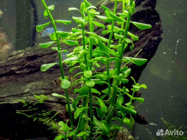 Аквариумные растения в дар (прополка)