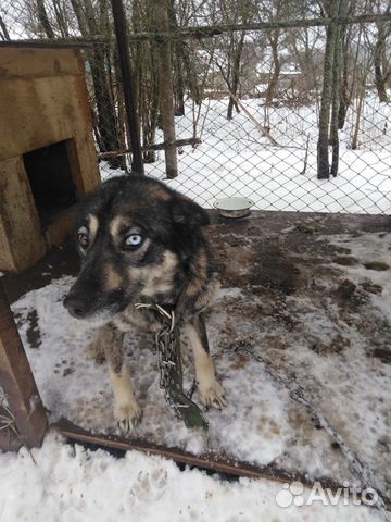 Помесь овчарки и маламута
