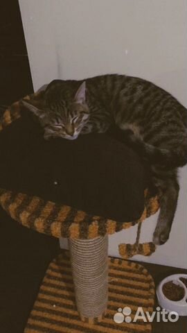 Котик