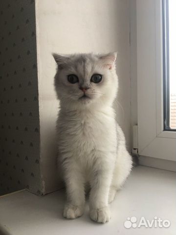 Кошка