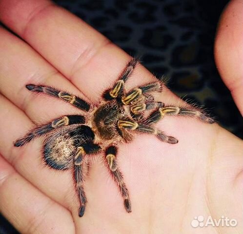 Паук птицеед Grammostola aureostriata