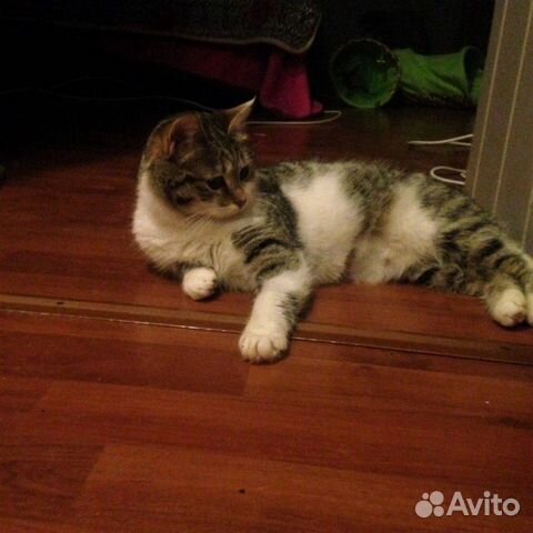 Кошечка Лисичка