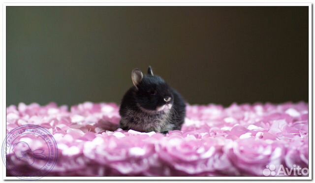 Миниатюрный крольчонок окраса оттер