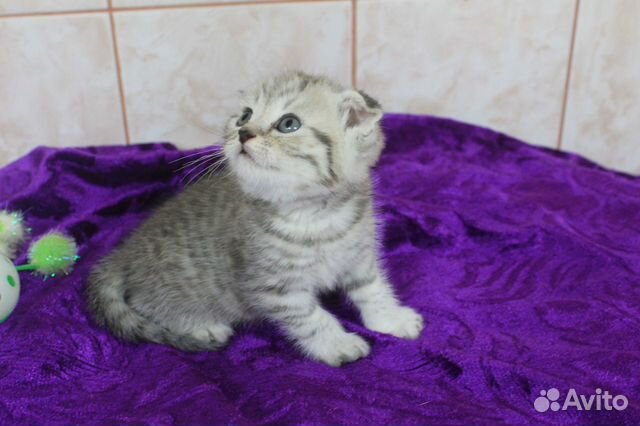 Шикарный шотландчик