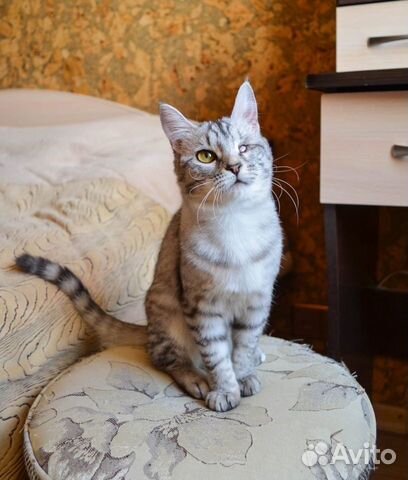 Серебристая Дюймовочка