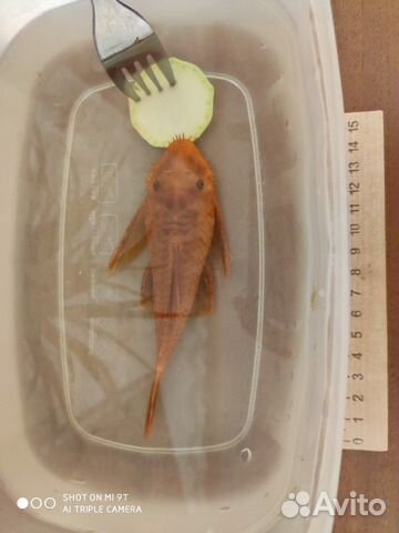 Сом Анциструс