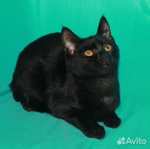 Котёнок Девочка Мамба