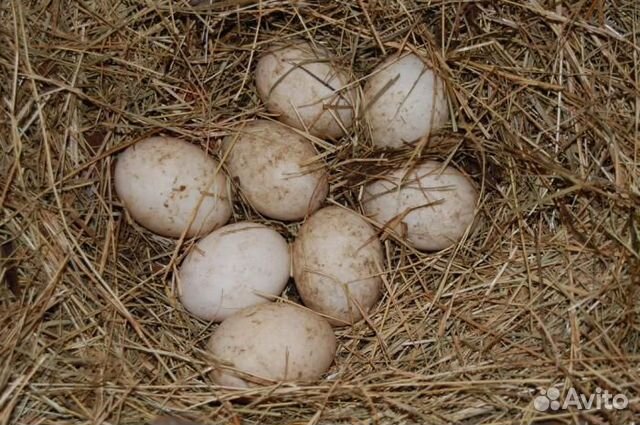 Утиные яйца