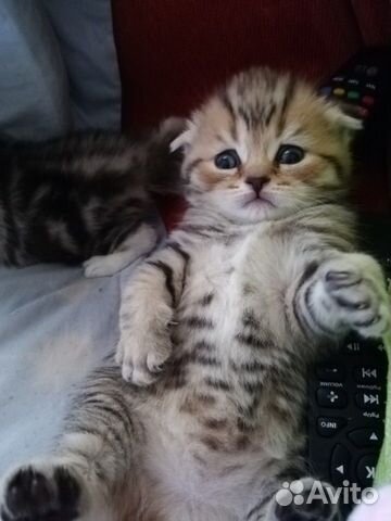 Шотландские котятки