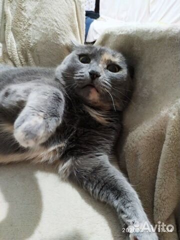 Кошка Буся в добрые руки