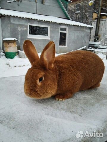 Кролики Новозеланские красные