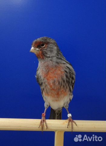 Кенар чёрно красный мозаик