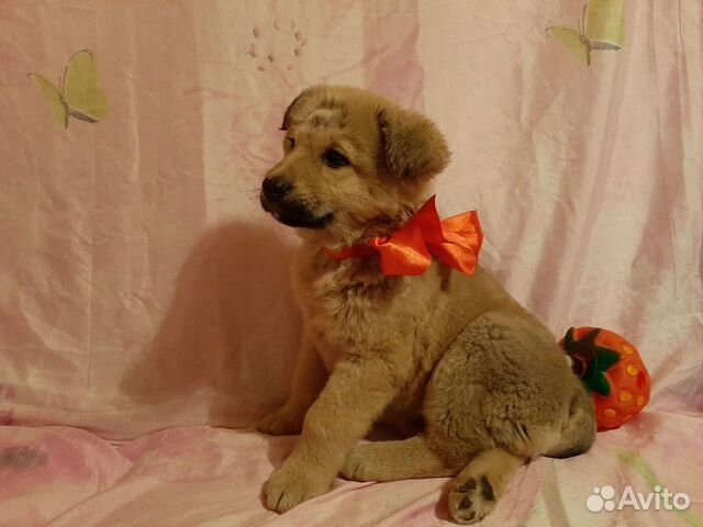 Красотка Дейзи