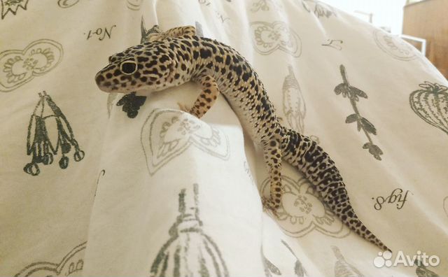 Самец Эублефар на спаривание