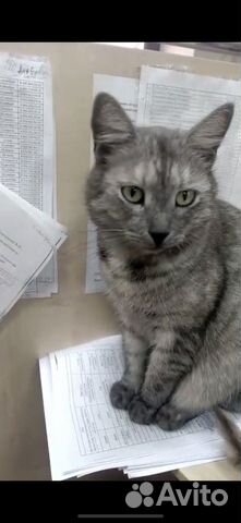 Кот в добрые руки