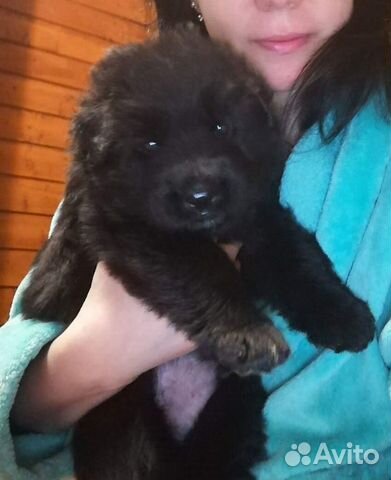 Племенной питомник предлагает