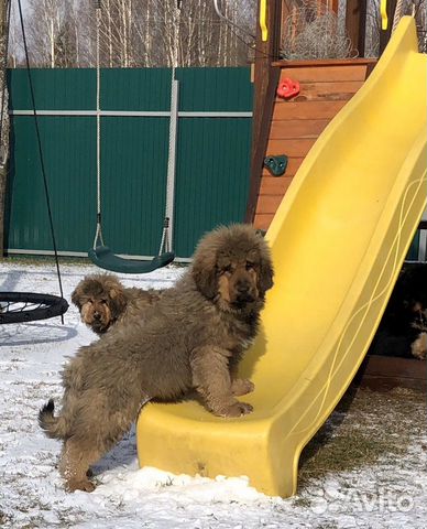 Тибетский мастиф щенки