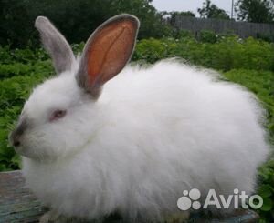 Продам пуховых кроликов на племя и обычных на мясо