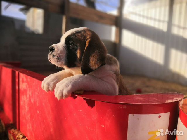 Классные щенки сенбернара