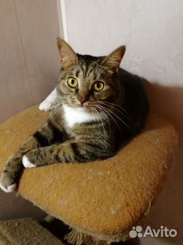 Кот Мурзик сама любовь,1год, кастрирован