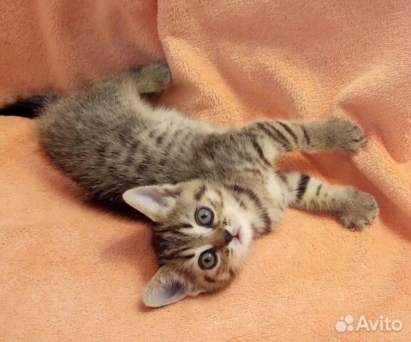 Шотландский котенок c документами