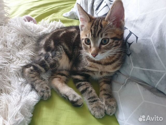 Котенок курильский бобтейл