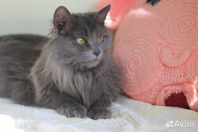 Красавица Серафима ищет дом