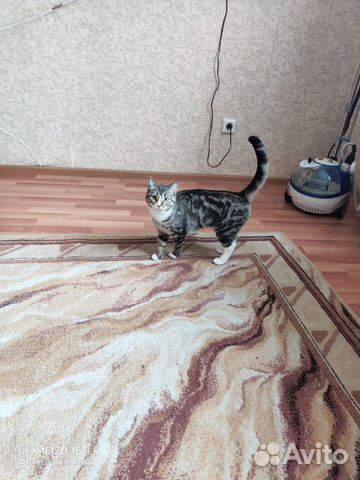 Бенгальская метиска девочка 6мес стерилизованная