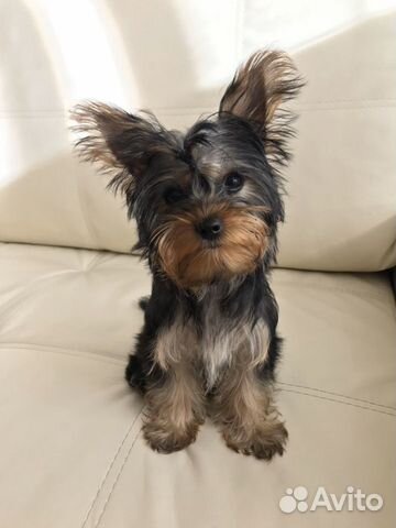 Йоркширский терьер