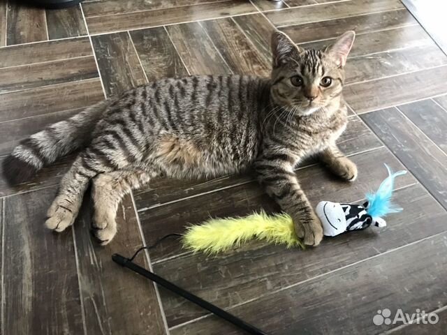 Шотландский котёнок Скоттиш-страйт