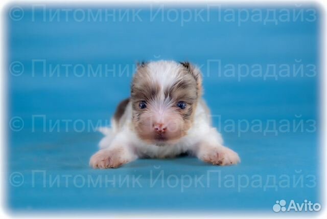 Шоко мерле мини мальчик