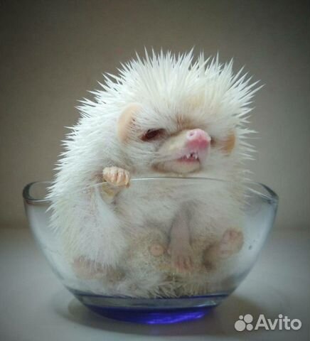 Ежик карликовый африканский