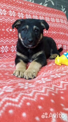 Марс на охрану и как друг