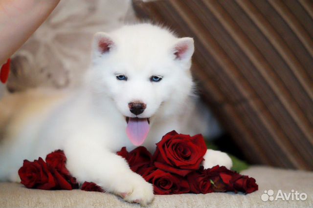 Белоснежный хаски из питомника