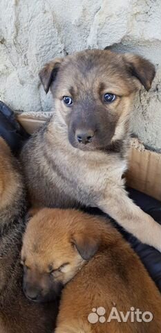 Щенки дворняжки девочки