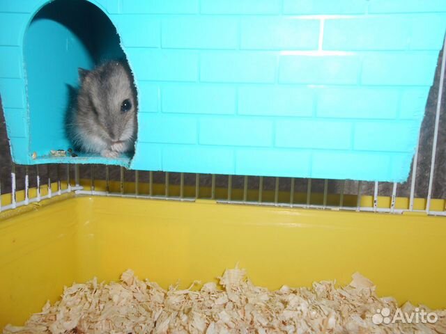 Джунгаский хомяк