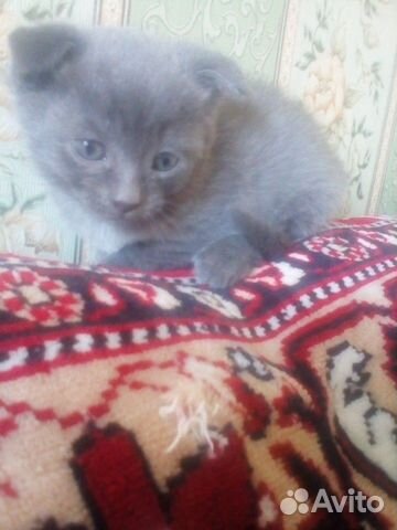 Котик вислоухий 1,5 месяца
