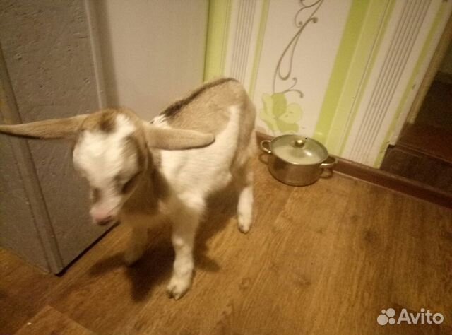 Козочка,козлята