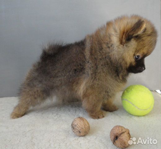 Шпиц померанский. Щенки на бронирование