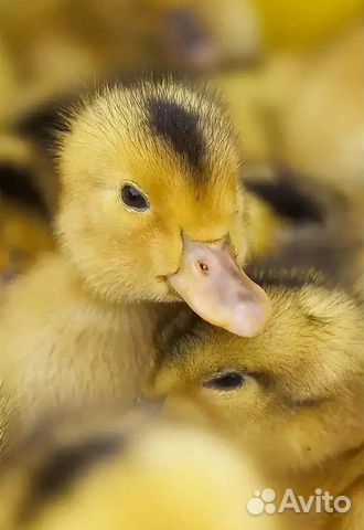 Утки мулард ST-5